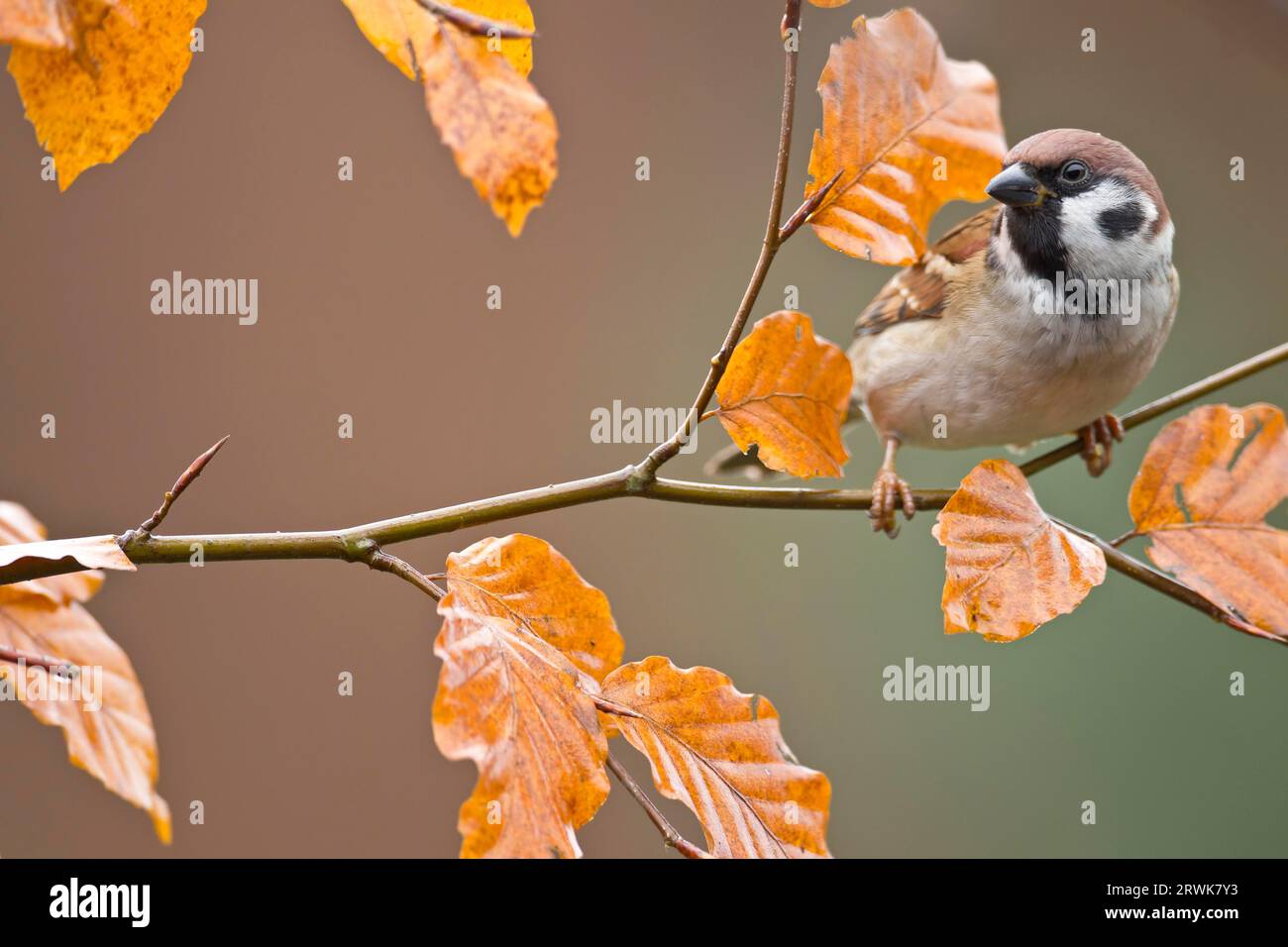 Eurasian tree sparrows (Passer montanus) reaches breeding maturity ...