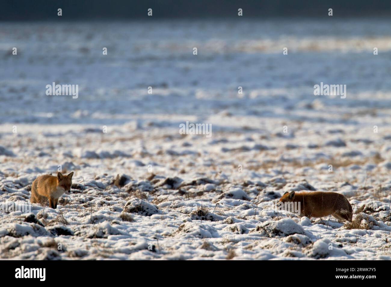 Foxes mating hi-res stock photography and images - Alamy
