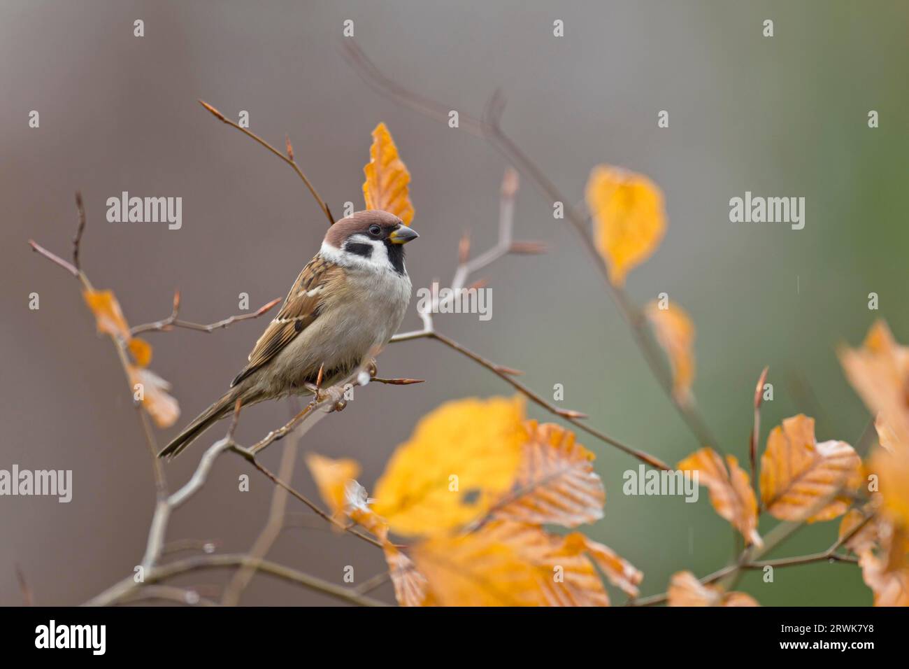 Eurasian tree sparrows (Passer montanus) are sociably living birds that ...