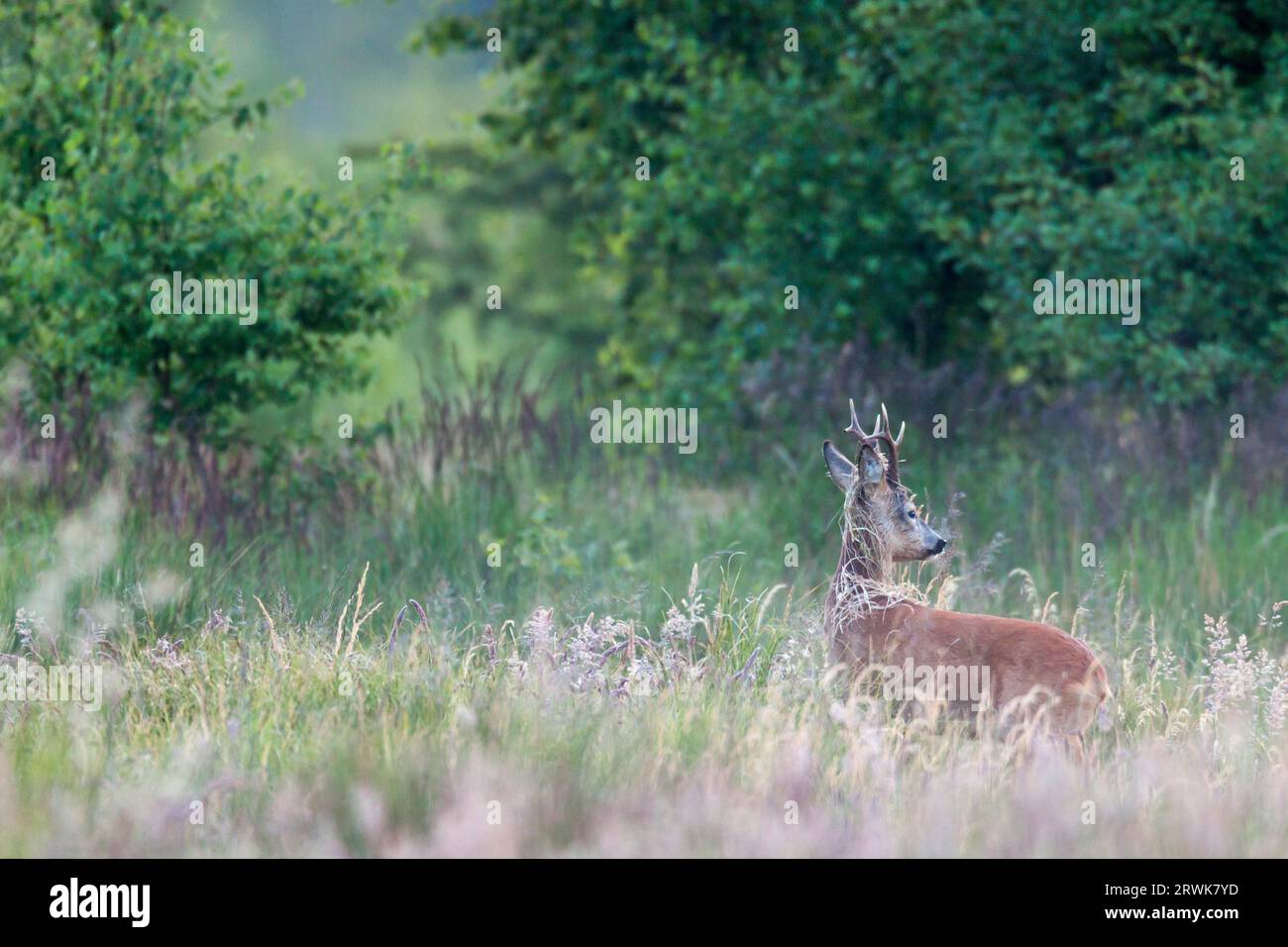 European roe deer (Capreolus capreolus), the growing horns are ...