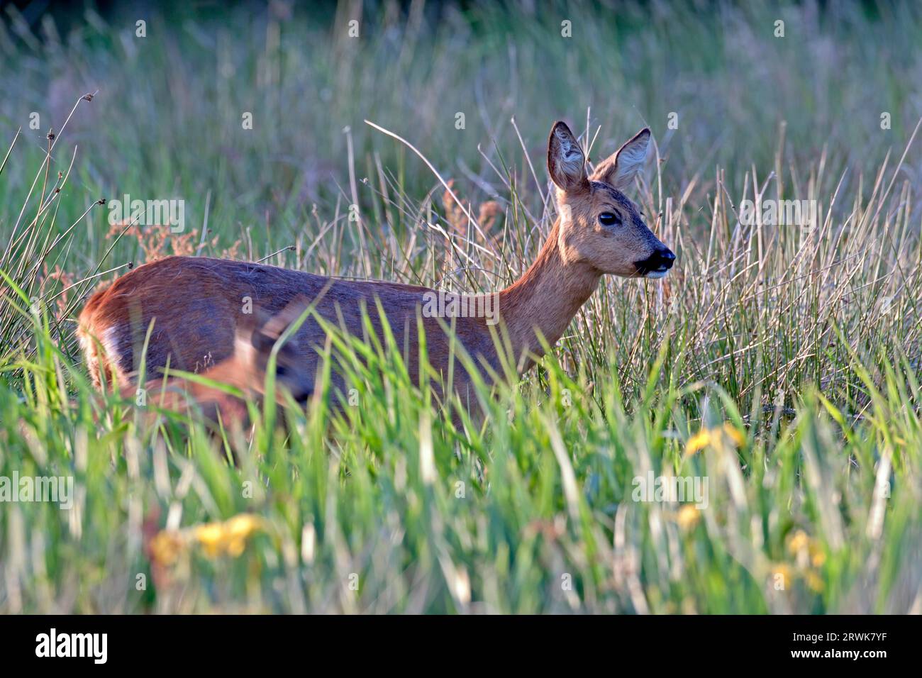 European roe deer (Capreolus capreolus), the males are larger and ...