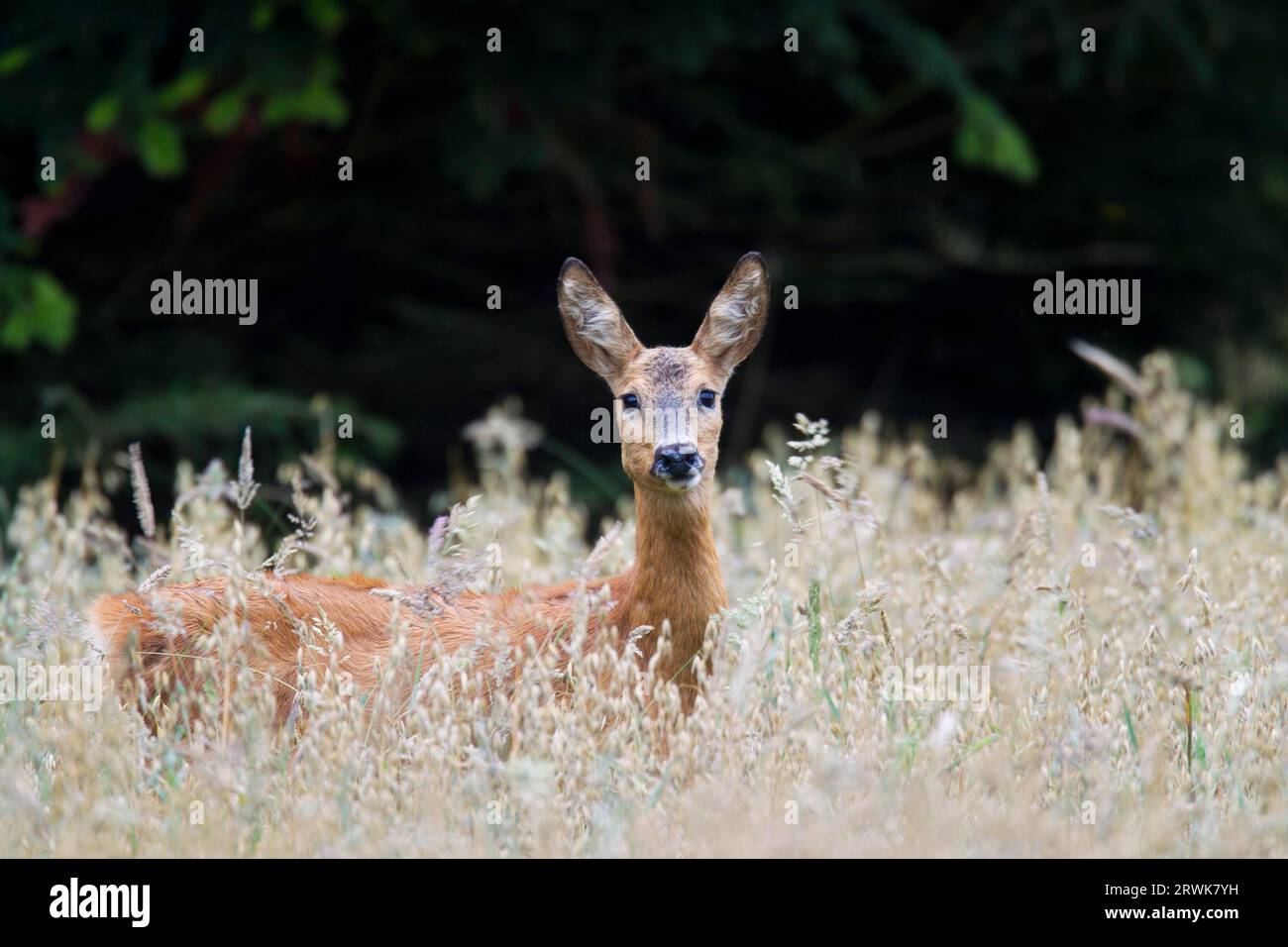 Female Roe Deer during the leaf season in a cereal field (european roe ...