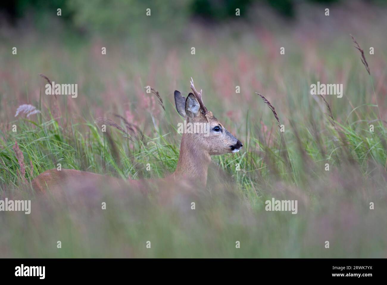 European roe deer (Capreolus capreolus), the females are usually mated ...