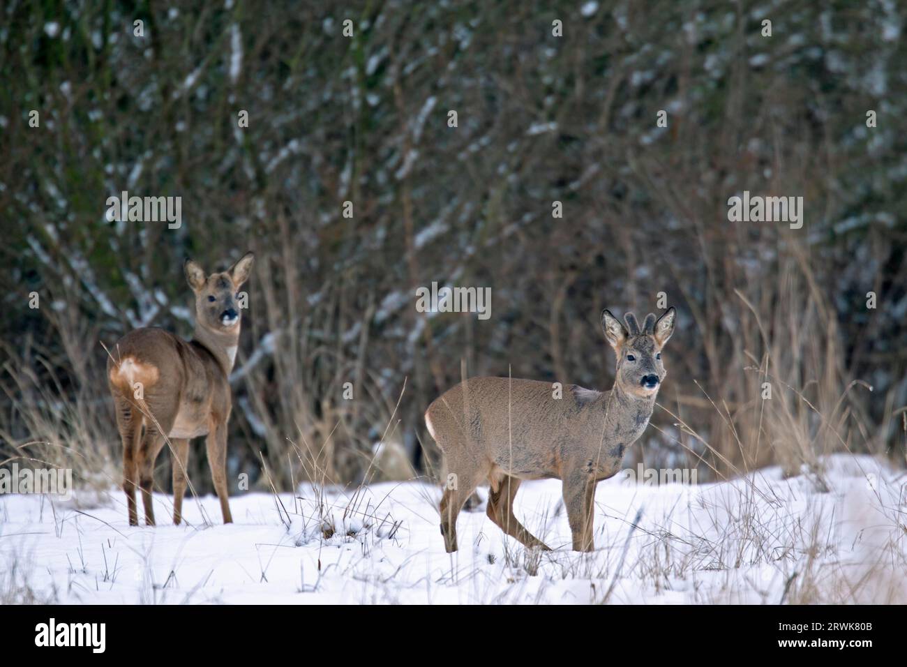 Antler clash hi-res stock photography and images - Alamy