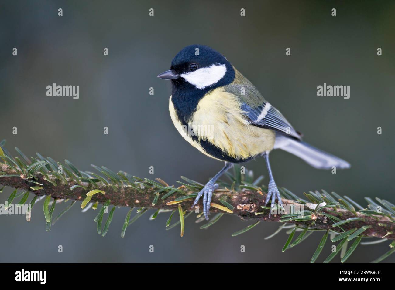 Great Tit (Parus major), the female lays around 12 eggs and incubates ...
