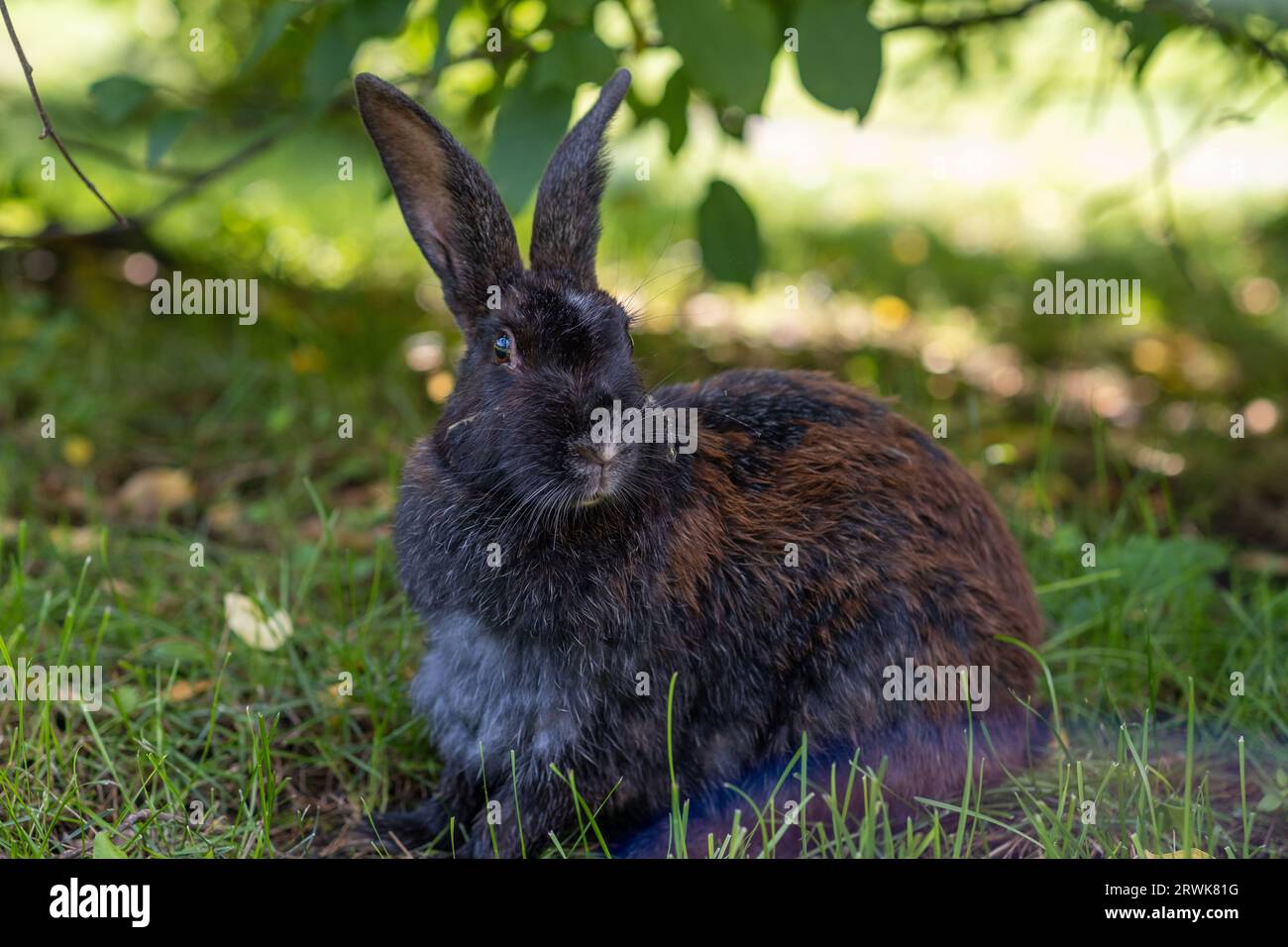 Rabbit with big ears walking in the garden on the lawn Stock Photo - Alamy