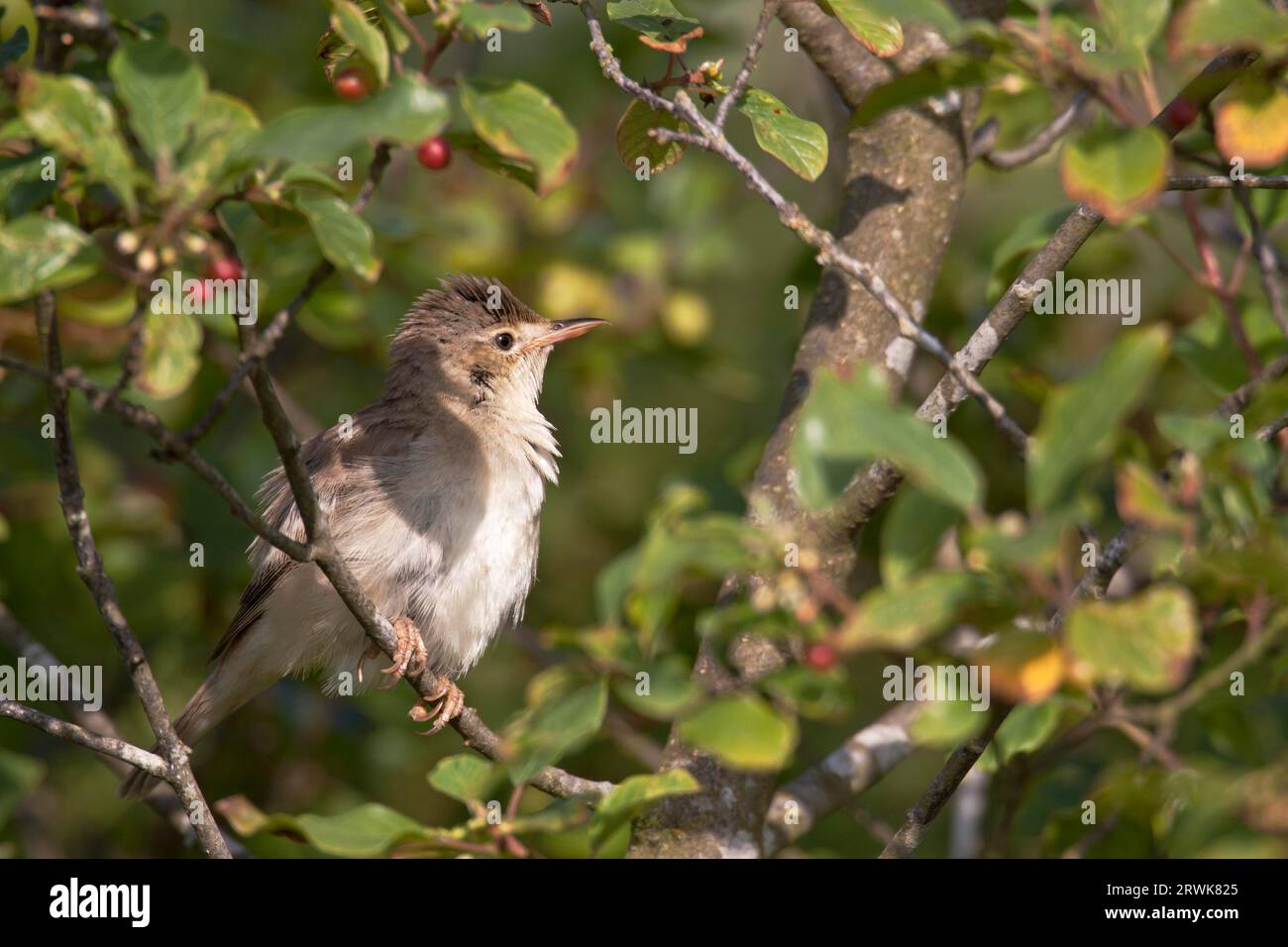 Marsh Warbler (Acrocephalus palustris) is a migratory bird and winters ...