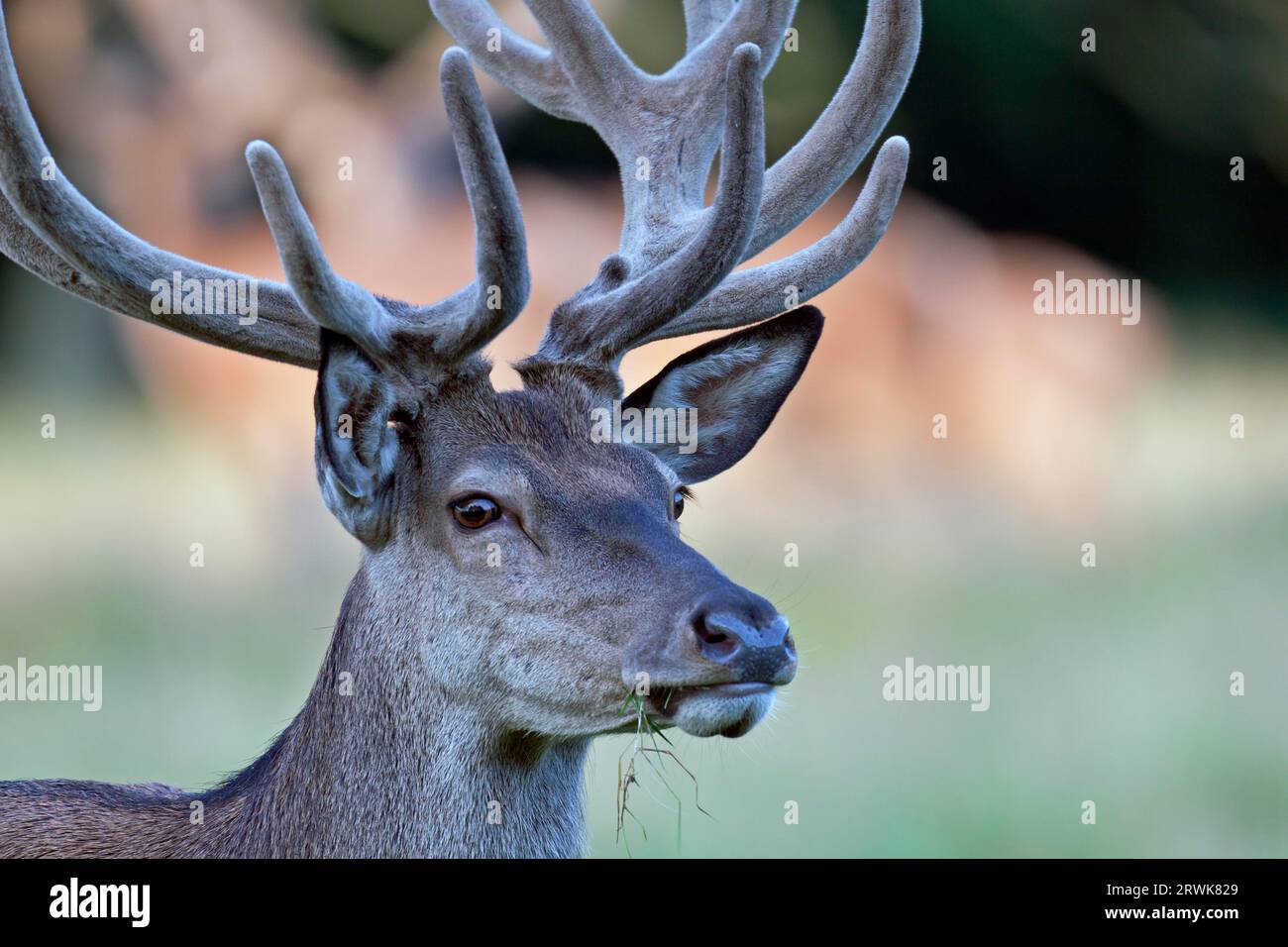 Red Deer (Cervus elaphus) in the phase of growth the velvet helps to ...