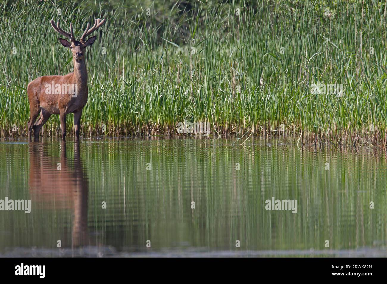 Red Deer (Cervus elaphus), in the phase of growth the velvet helps to ...