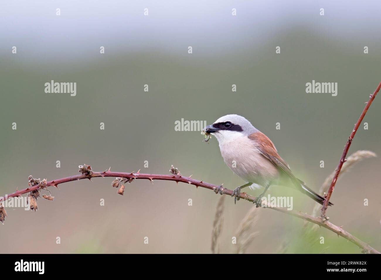 Red-backed Shrike (Lanius collurio), the young birds are blind after ...