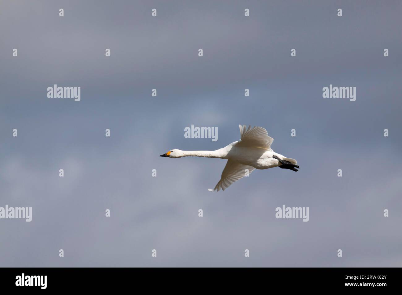 Tundra swan (Cygnus bewickii) is the smallest of the European swans ...