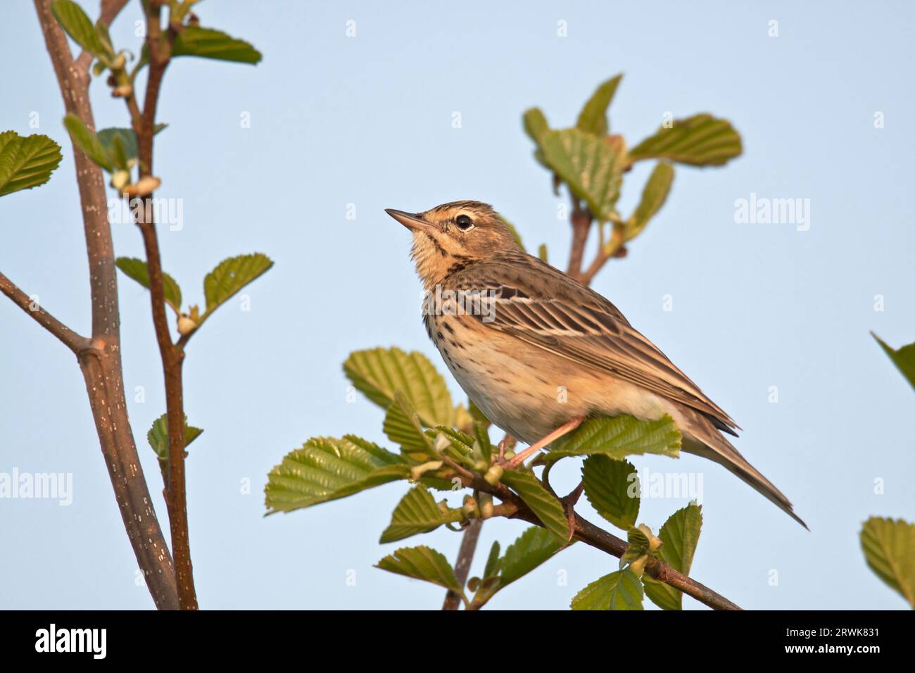 Tree Pipit (Anthus trivialis) is an inconspicuous looking bird (Photo ...