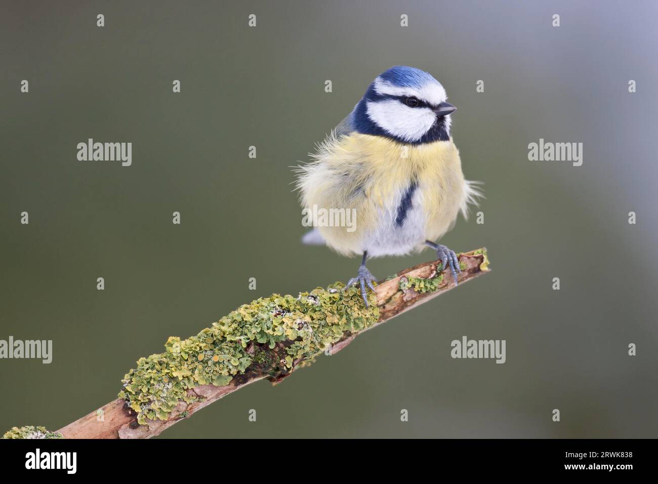 Blue Tit, the main rival for nests is the greater Great Tit (Photo ...