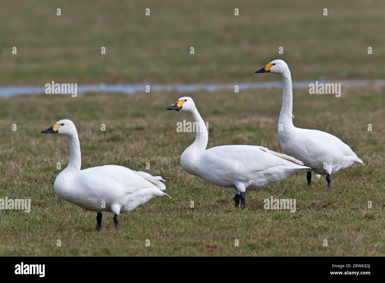 Tundra swan (Cygnus bewickii) is the smallest of the European swans ...