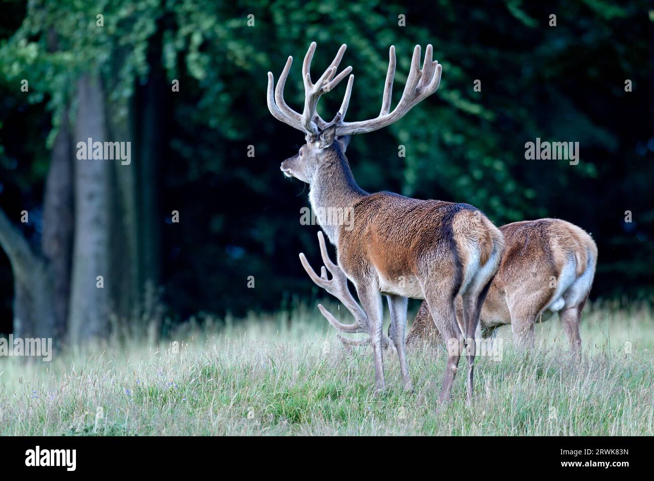Red deer (Cervus elaphus) have been naturalised in many parts of the ...