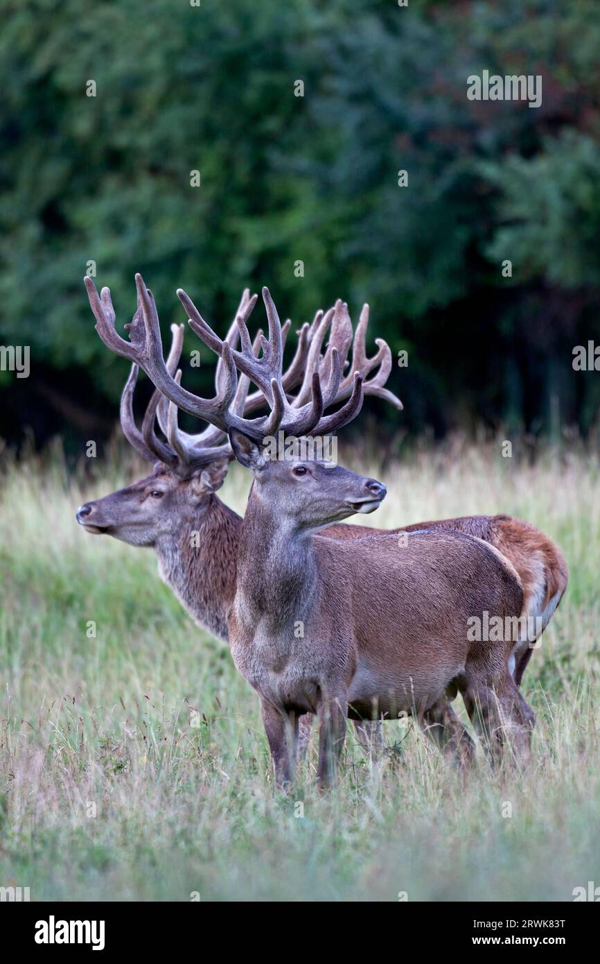 Red Deer (Cervus elaphus) the velvet and growing antlers are ...