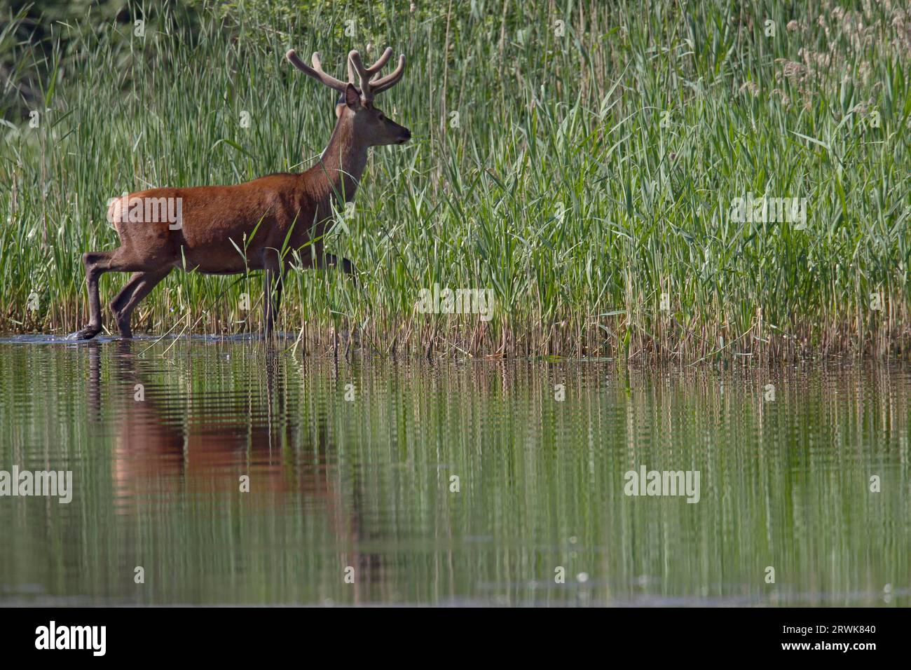 Red Deer (Cervus elaphus), in the phase of growth the velvet helps to ...