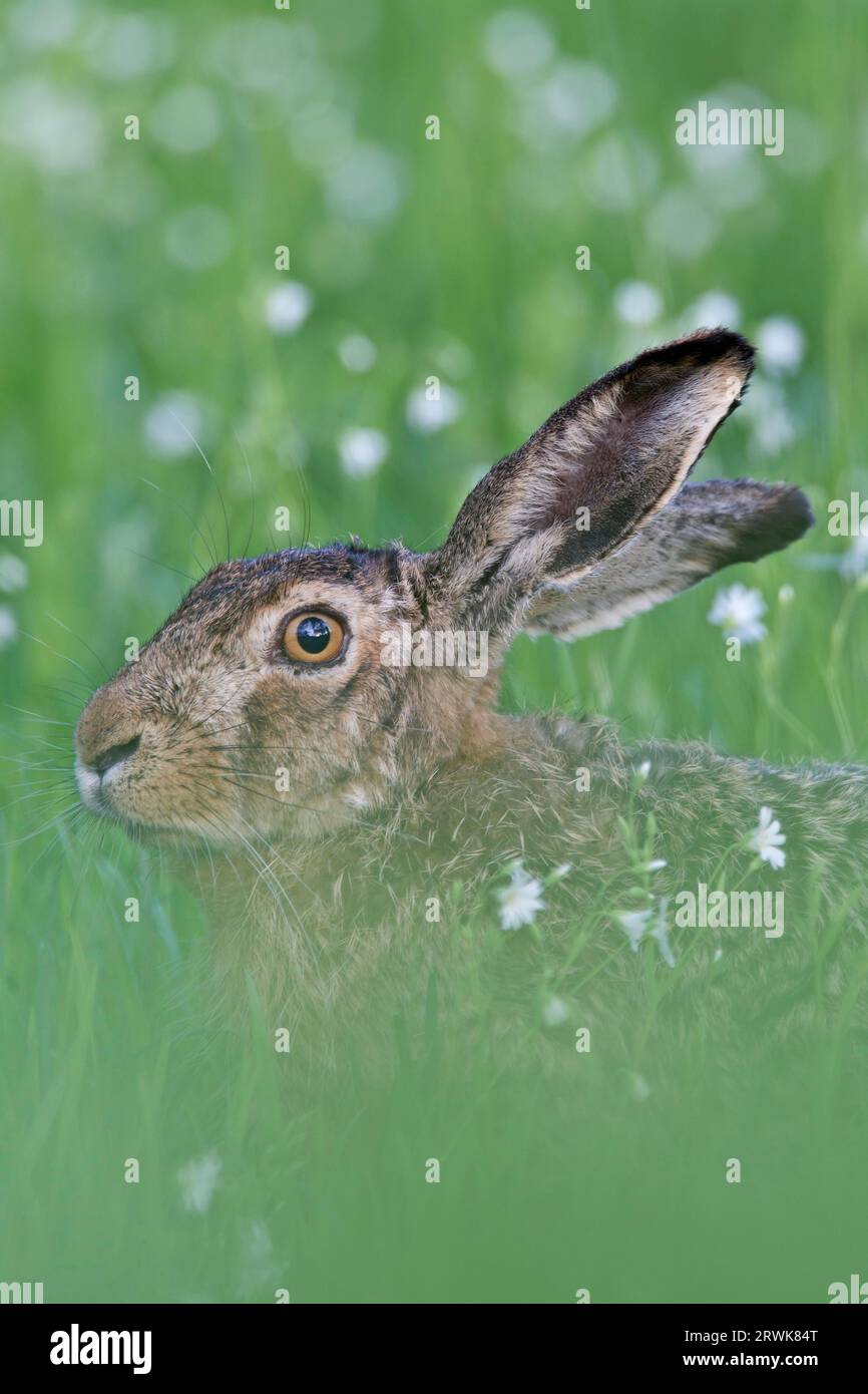 European hare (Lepus europaeus), the ears are called LOEFFEL by the ...