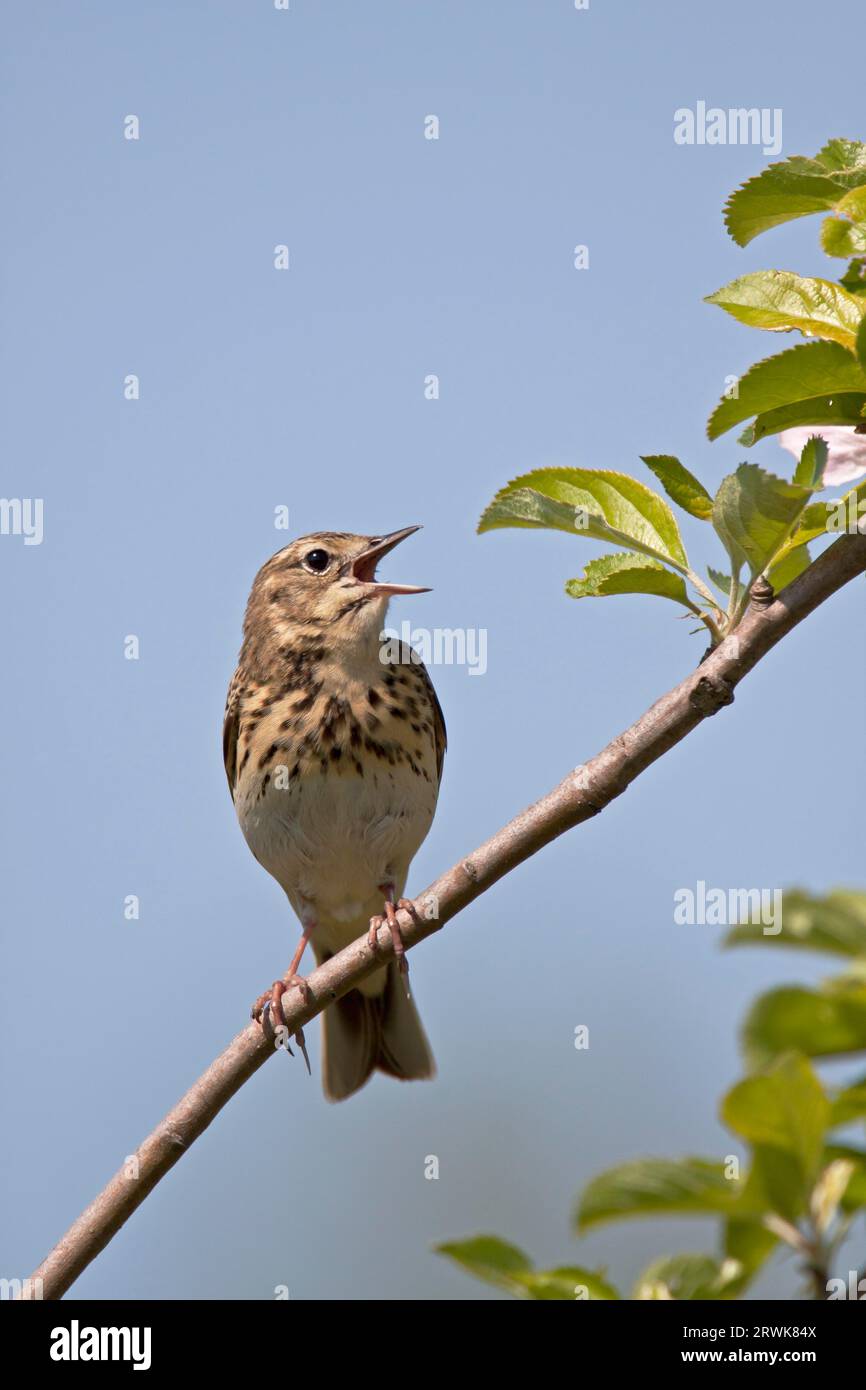 Tree Pipit (Anthus trivialis), the nest is made on the ground among ...