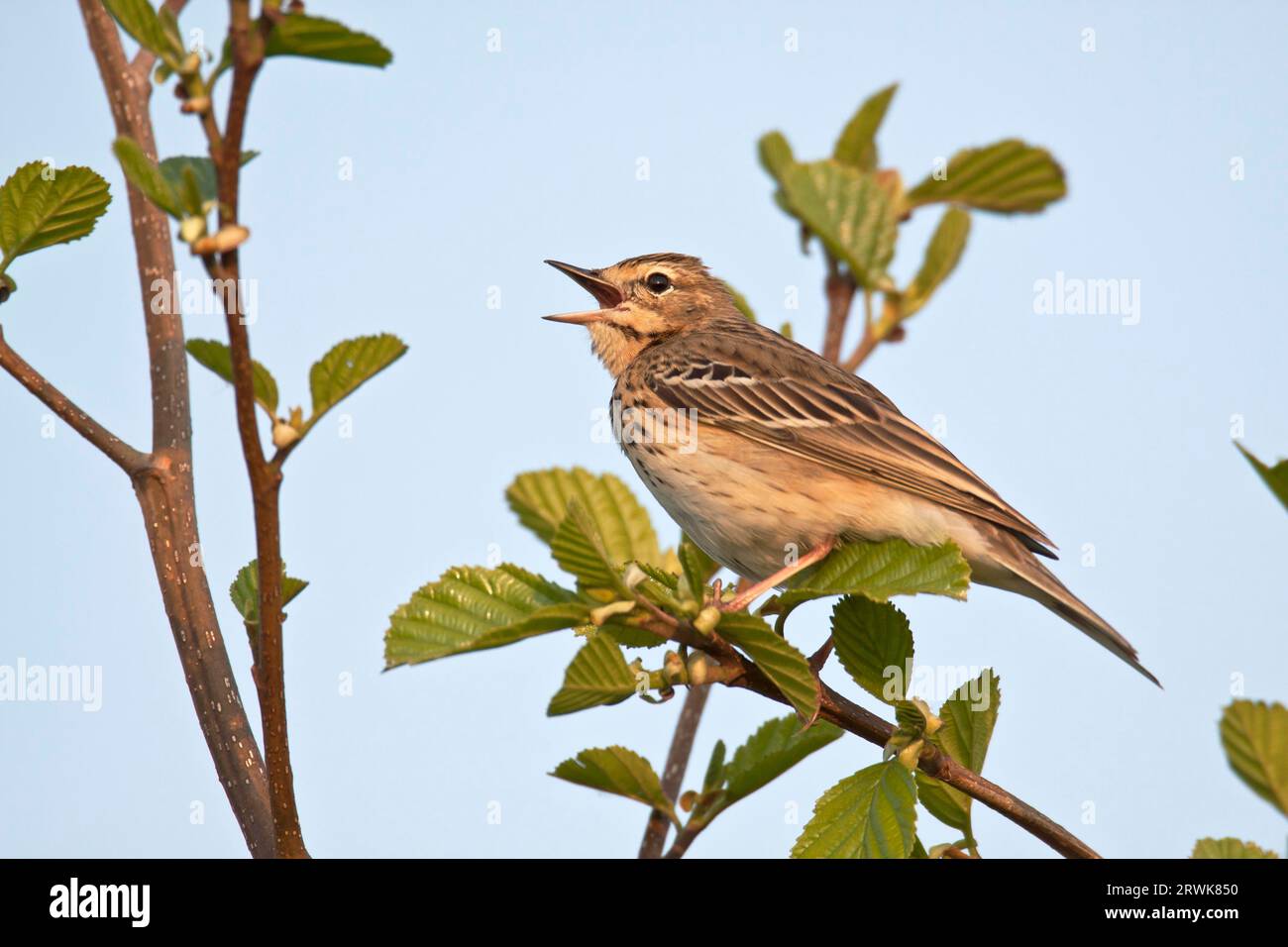 Tree Pipit (Anthus trivialis) is a long-distance migrant and winters in ...