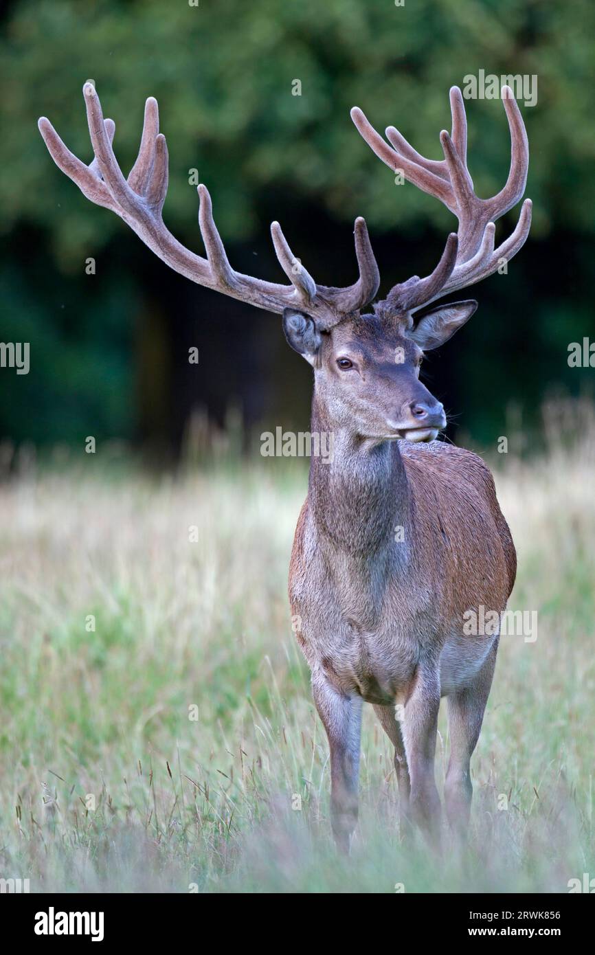 Antler velvet shreds hi-res stock photography and images - Alamy