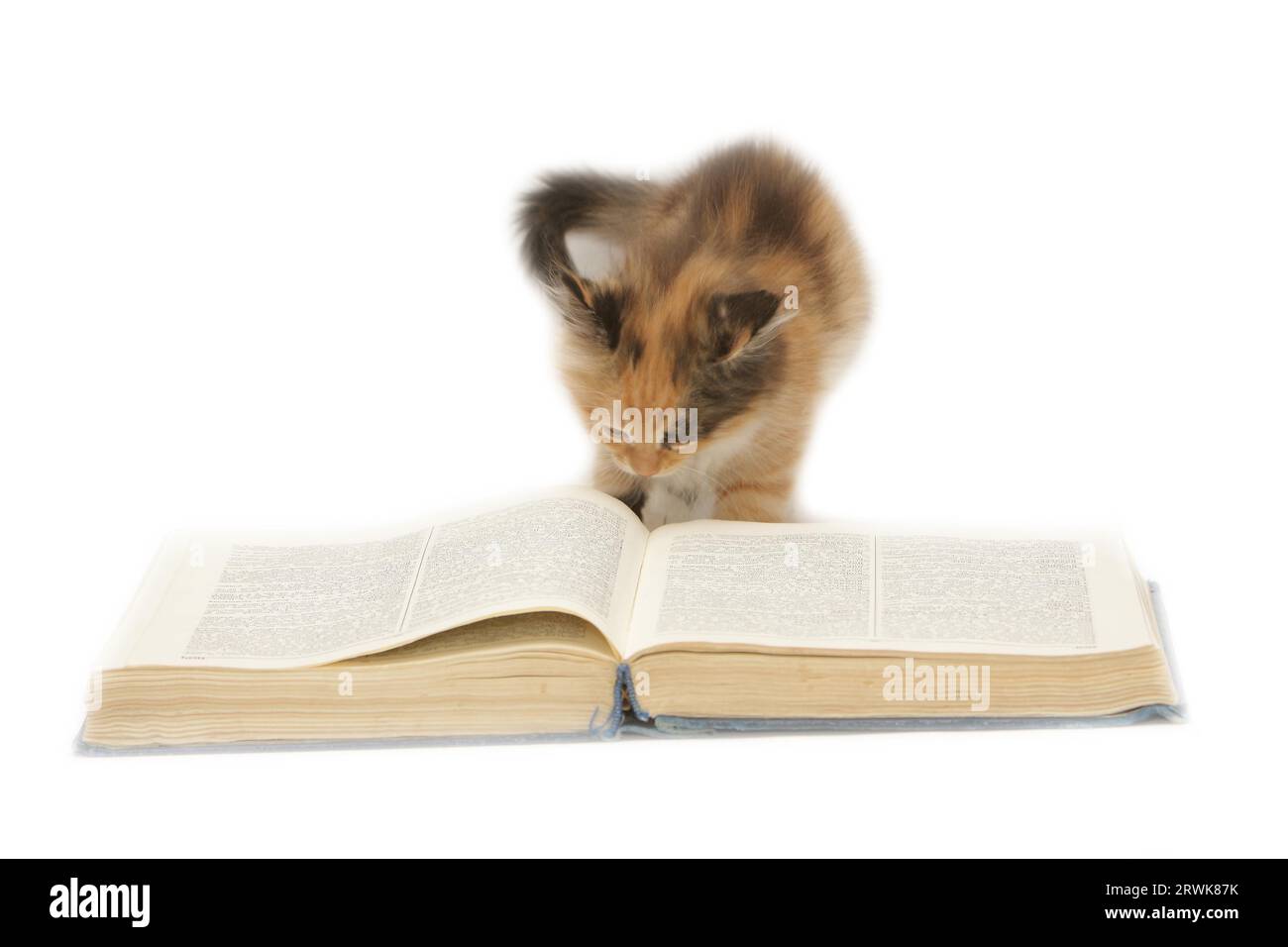 Kitten reading a book isolated on white background Stock Photo - Alamy