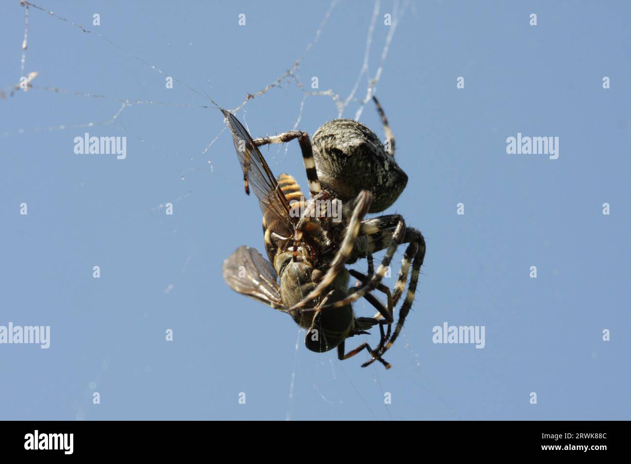 Spider eating gadfly Stock Photo - Alamy