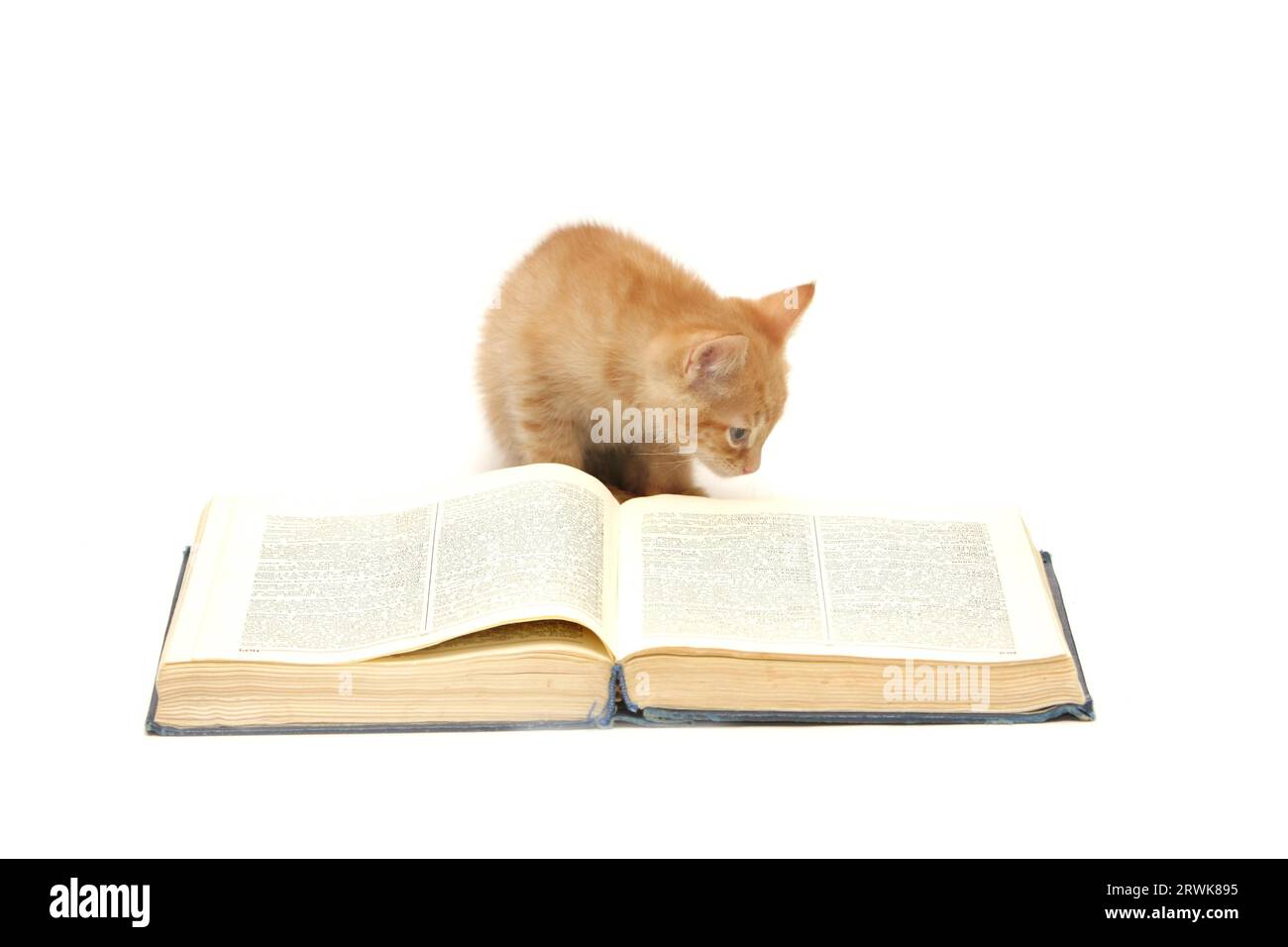 Red kitten reading a book isolated on white background Stock Photo - Alamy
