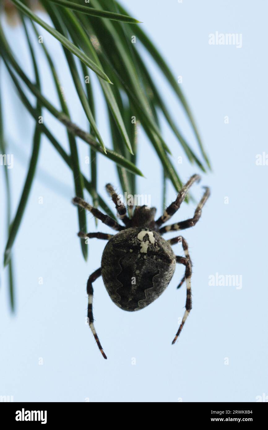 Spider on spruce Stock Photo - Alamy