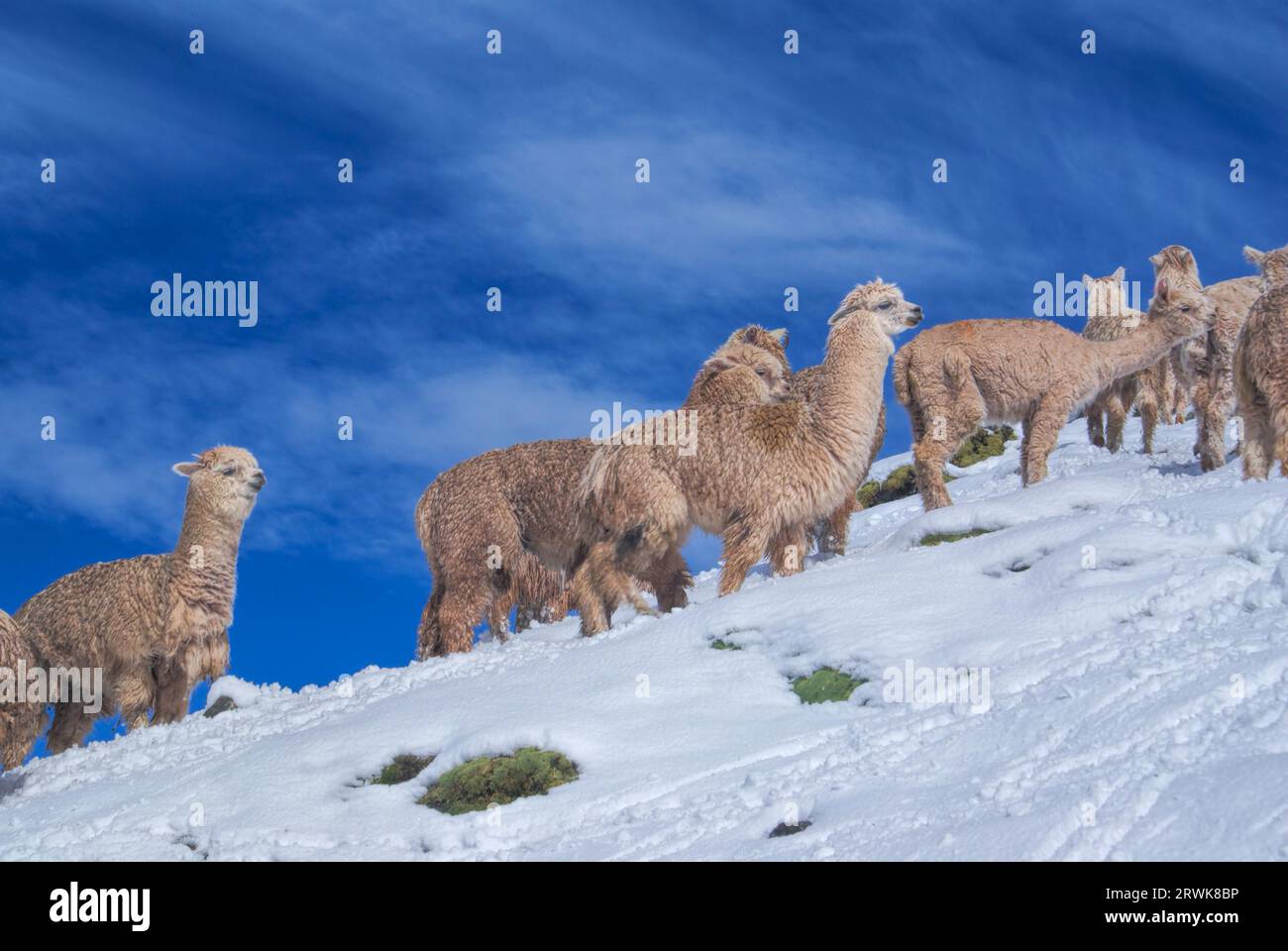 Cute domestic alpacas on snow in high altitudes in peruvian Andes ...