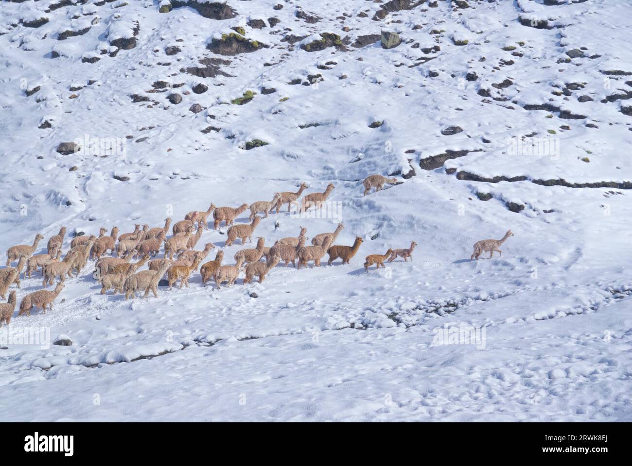 Herd of domestic alpacas on snow in high altitudes in peruvian Andes ...