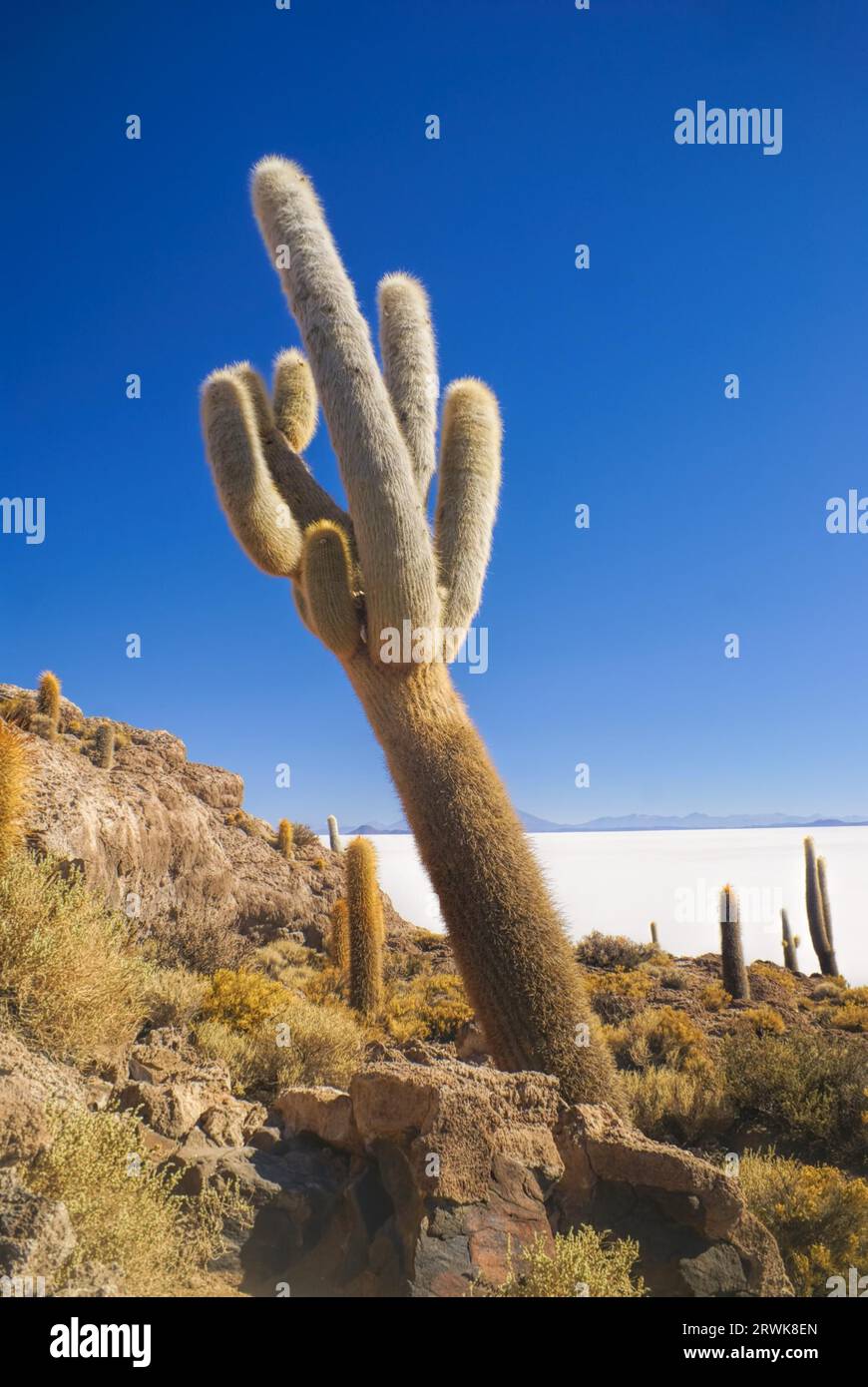 Huge cactus growing near white salt planes Salar de Uyuni in Bolivia ...