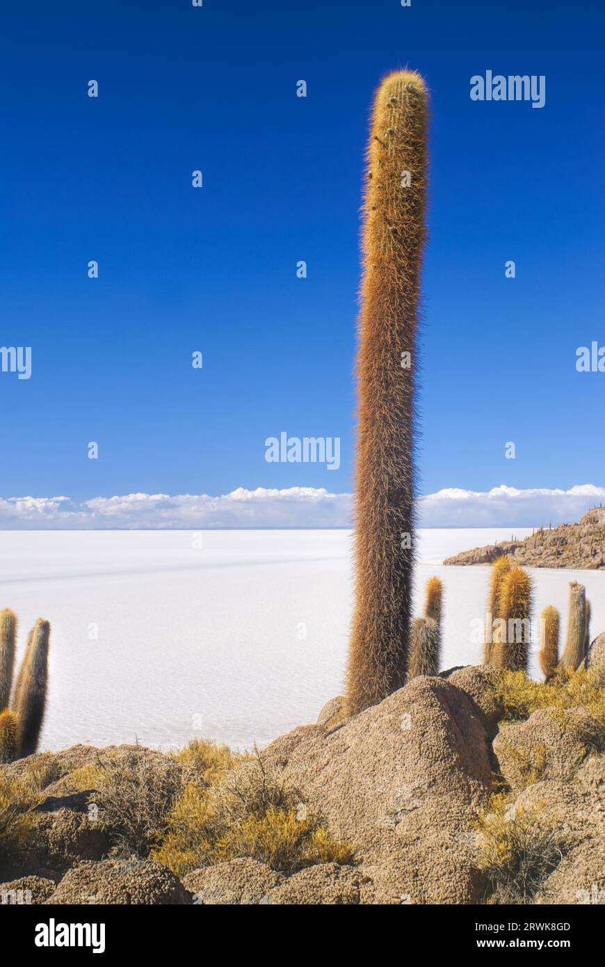 Tall cactus growing near white salt planes Salar de Uyuni in Bolivia ...