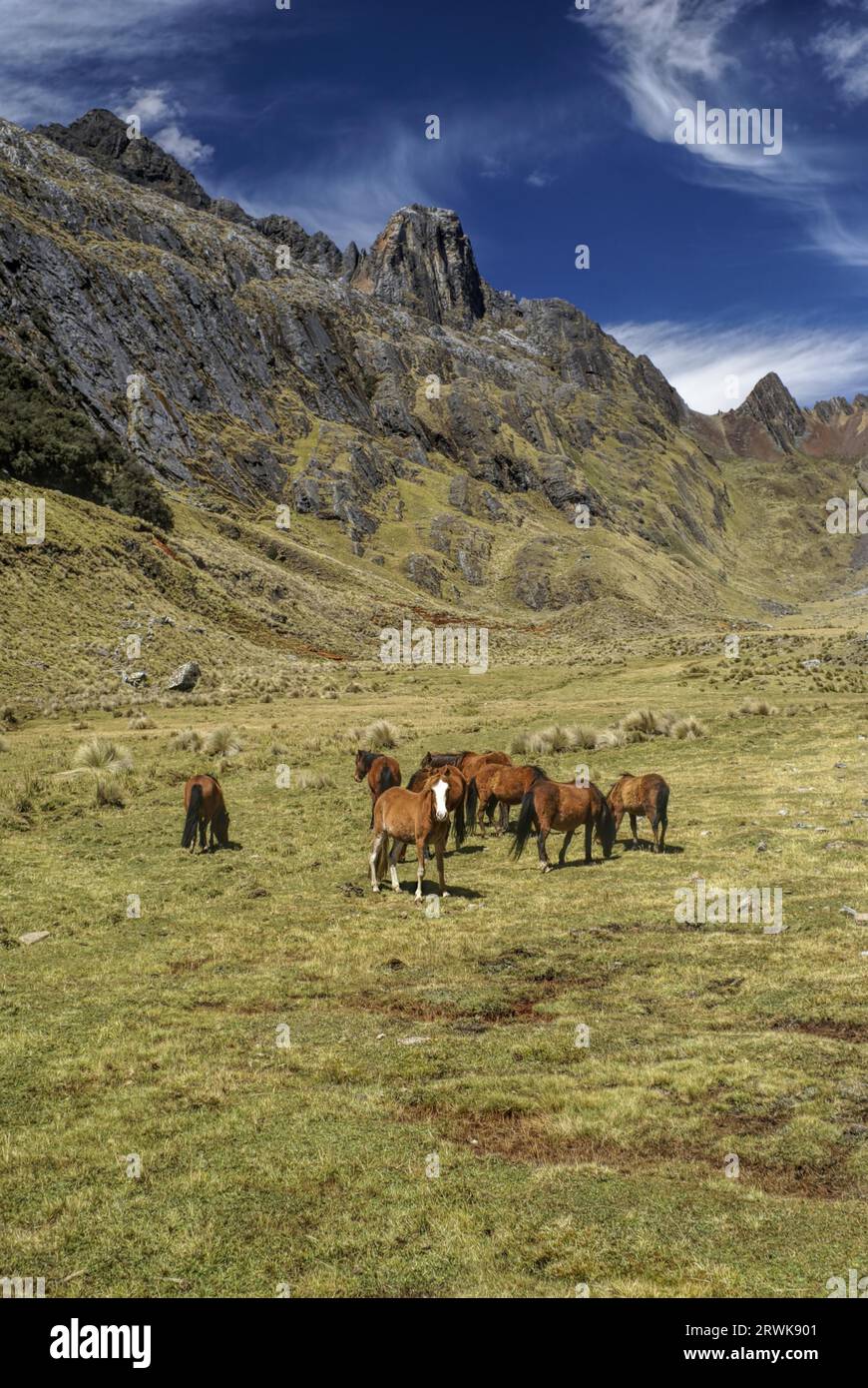 Horses grazing in scenic green valley between high mountain peaks in ...