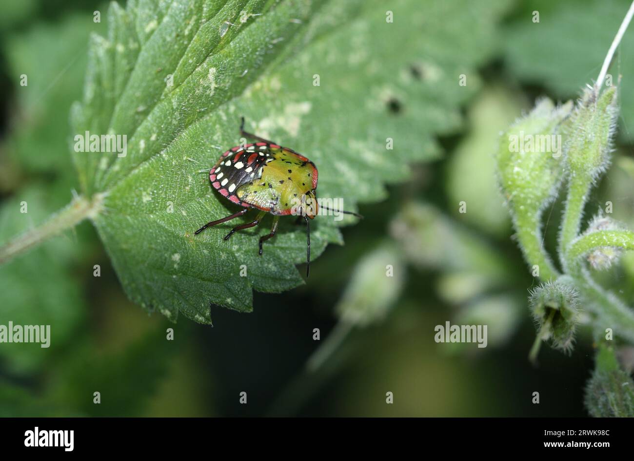 A rare Southern Green Shield Bug nymph, nezara viridula, resting on a ...