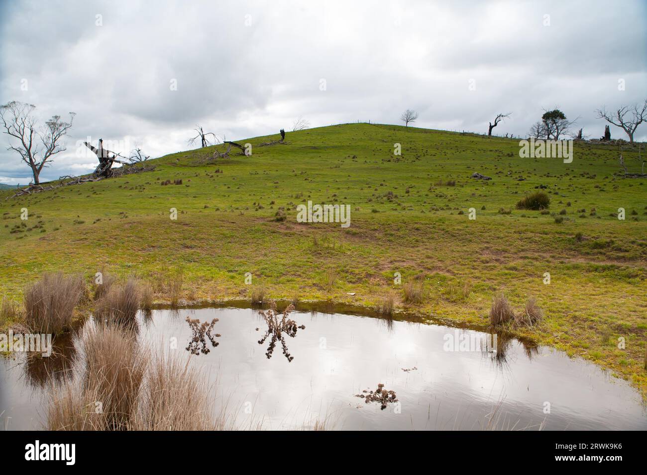 Trees in the Australian bush in a strom near Bothwell, Tasmania ...