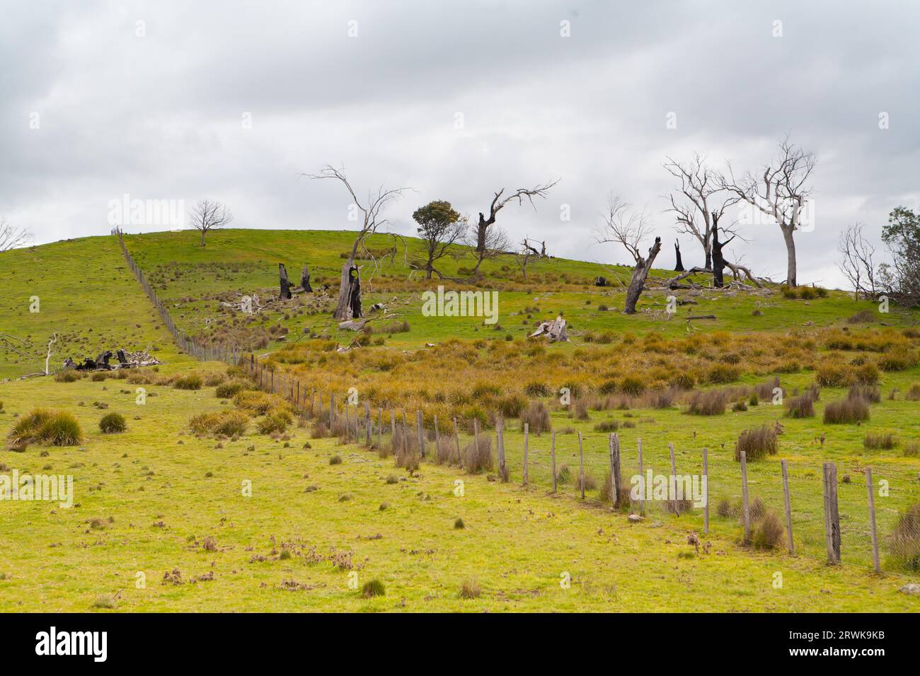 Trees in the Australian bush in a strom near Bothwell, Tasmania ...