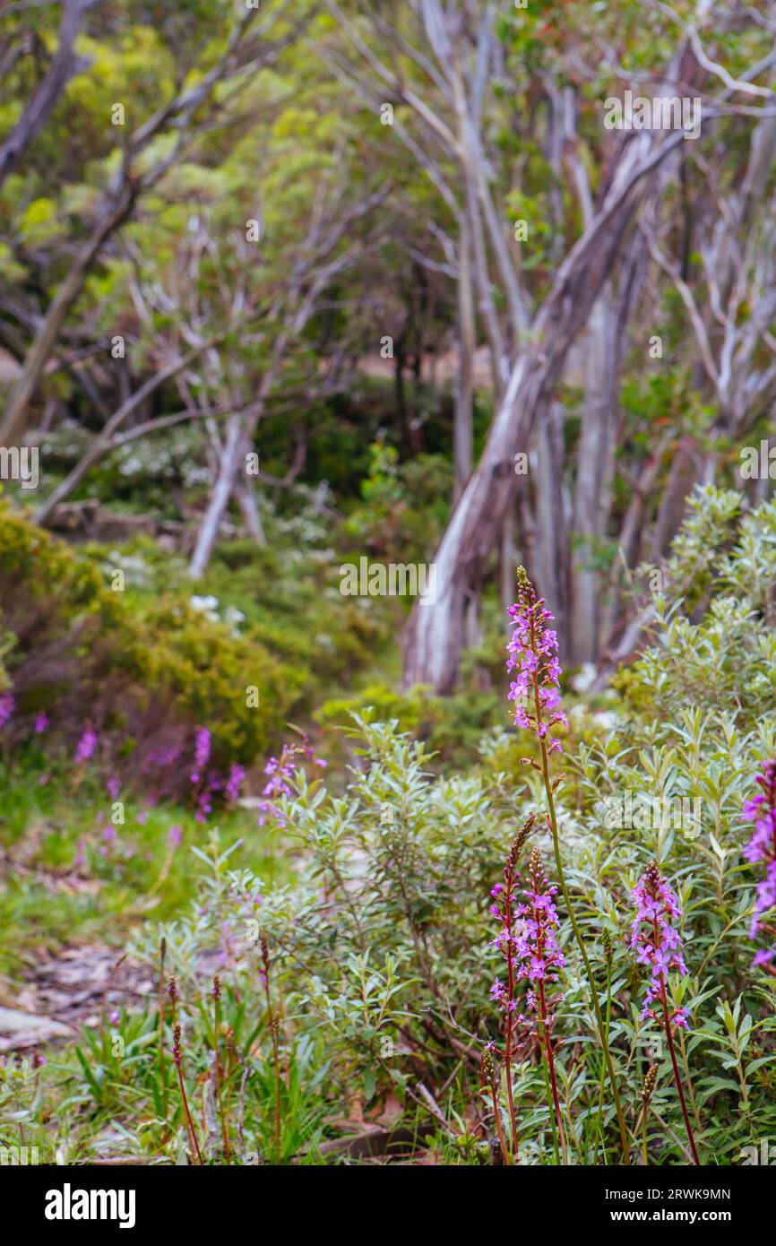 Mt Baw Baw landscape and walking trails during summer in Victoria ...