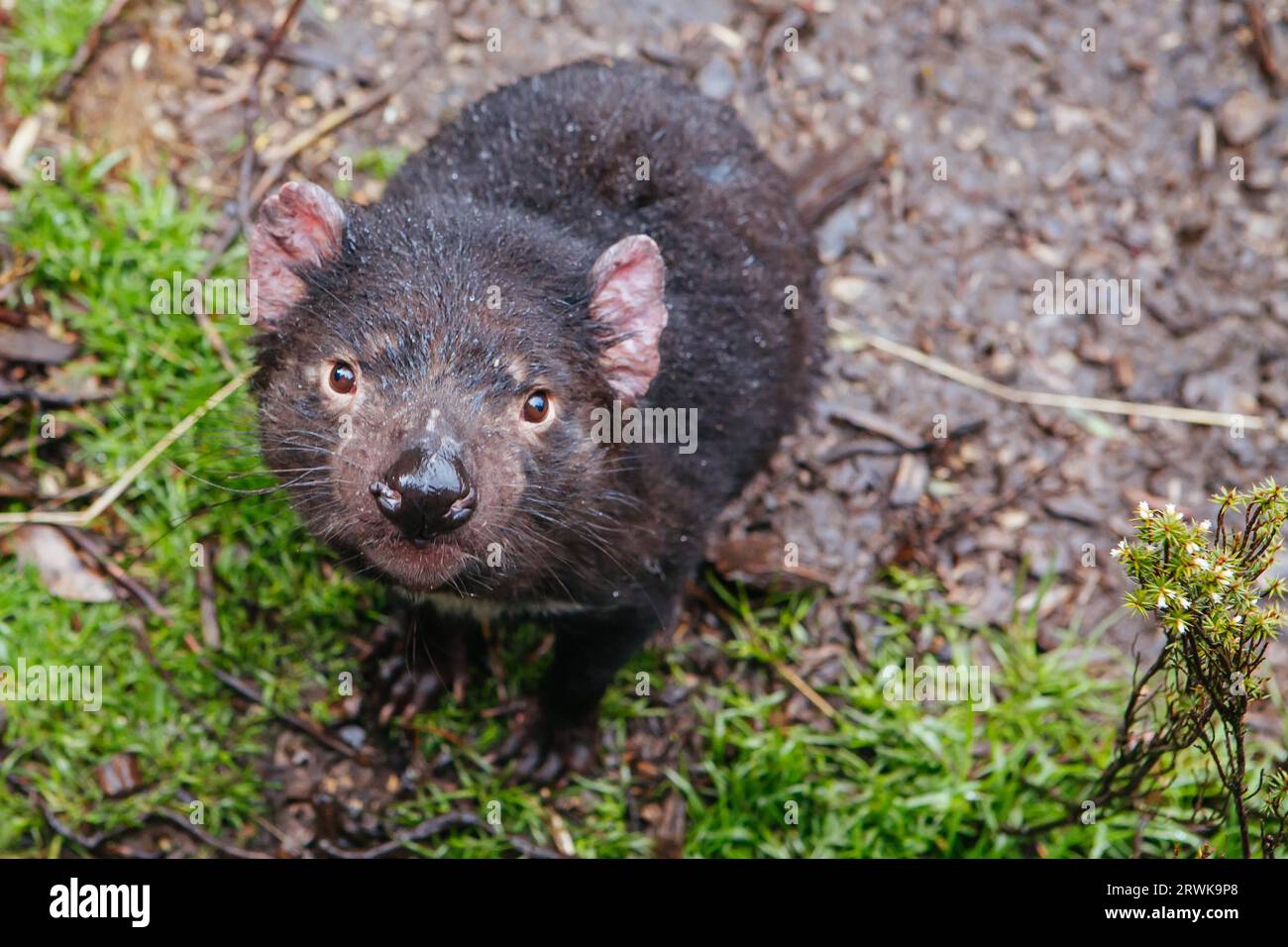 Tasmanian devil in tasmania australia hi-res stock photography and images - Alamy