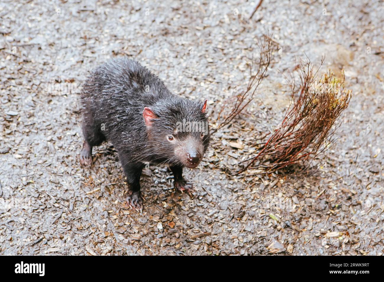 Tasmanian devil in tasmania australia hi-res stock photography and images - Alamy