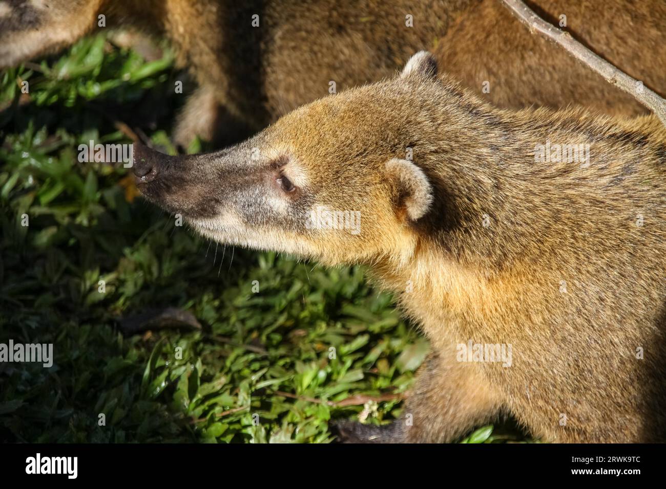 Coati up close hi-res stock photography and images - Alamy