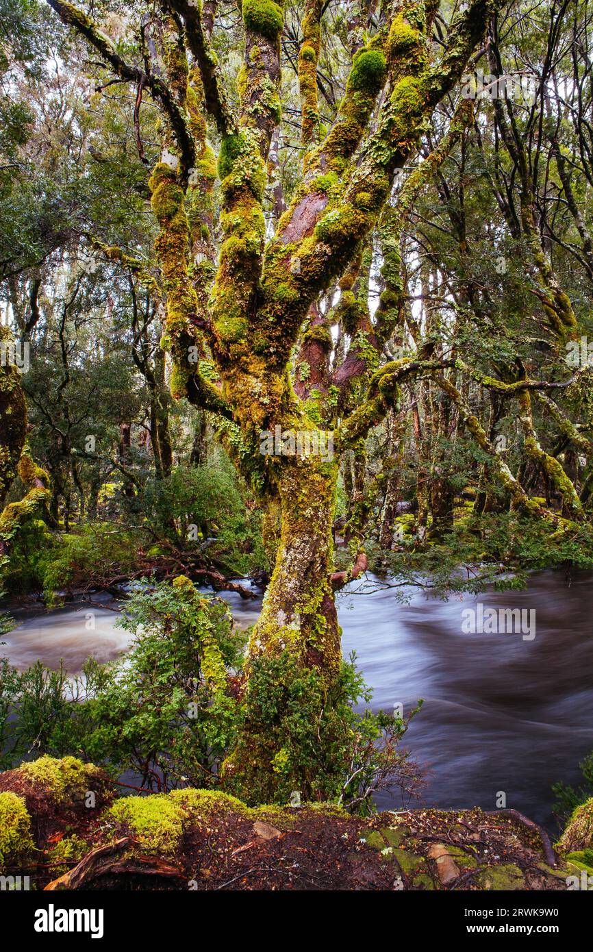 The famous Enchanted Walk and landscape in Cradle Mountain, Tasmania ...
