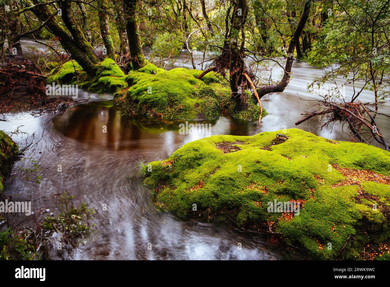The famous Enchanted Walk and landscape in Cradle Mountain, Tasmania ...