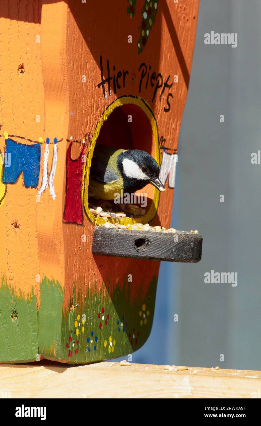 The great tit is the largest and most common species of titmouse. It ...