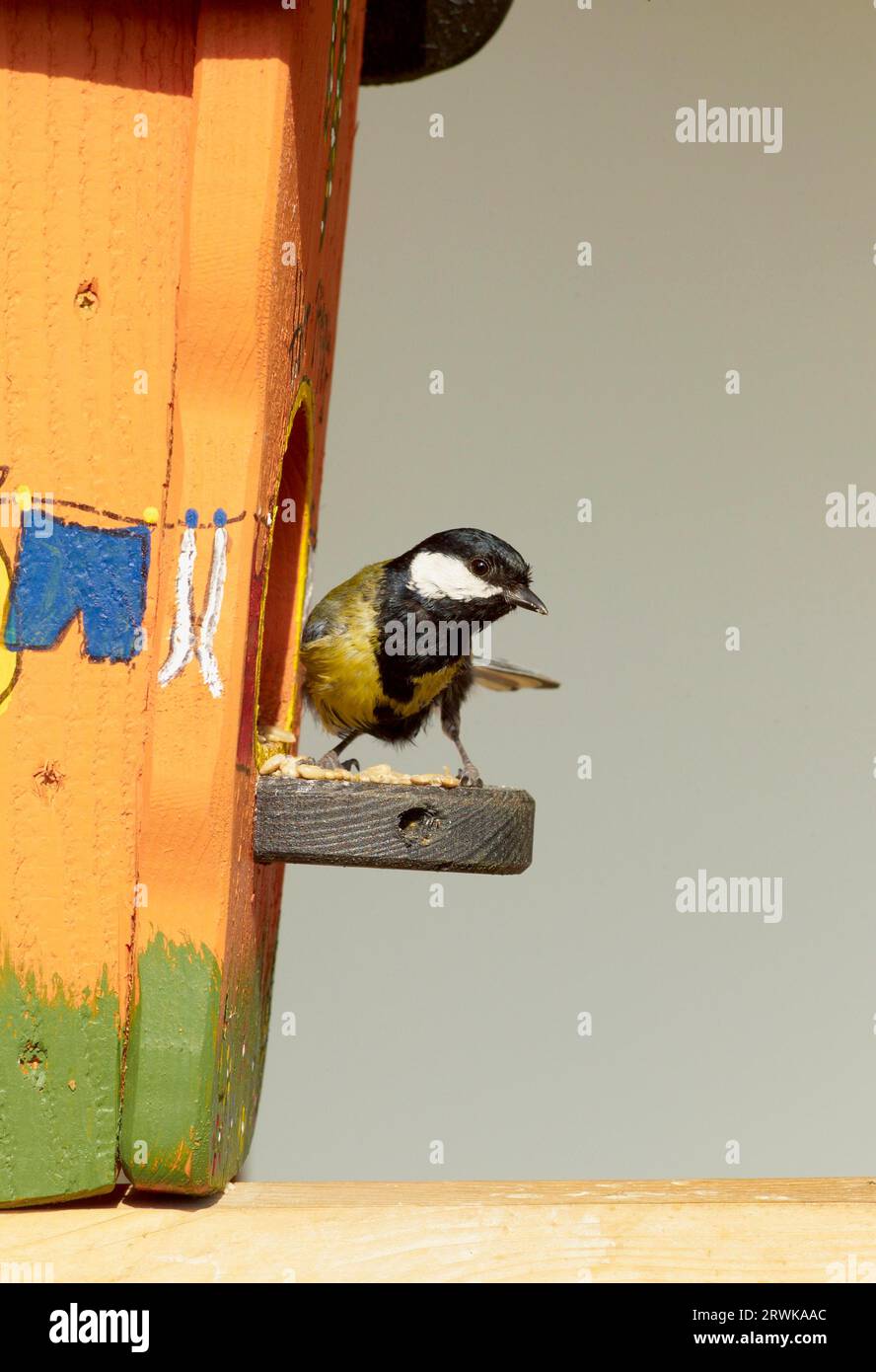 The great tit is the largest and most common species of titmouse. It ...