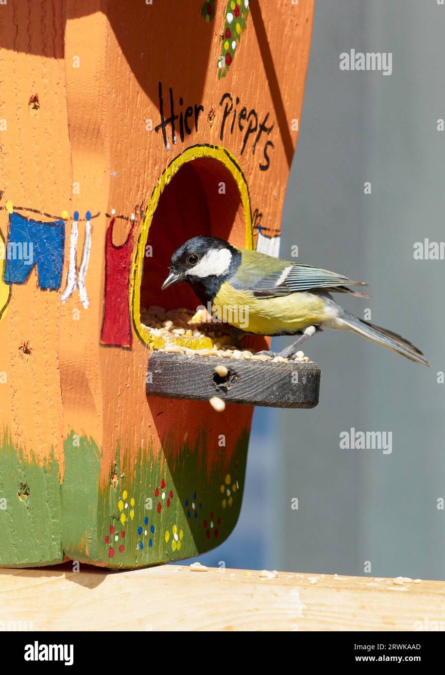 The great tit is the largest and most common species of titmouse. It ...