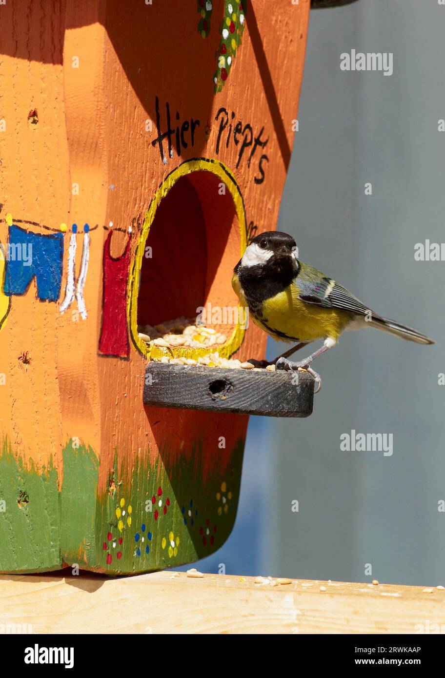 The great tit is the largest and most common species of titmouse. It ...