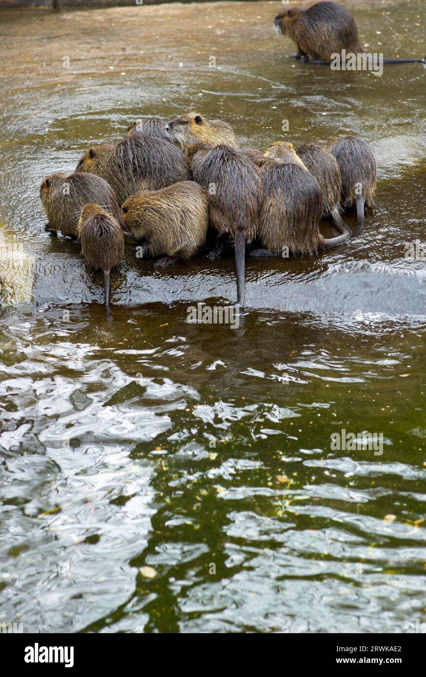 The beaver rat, also called nutria or more rarely swamp beaver, tail ...