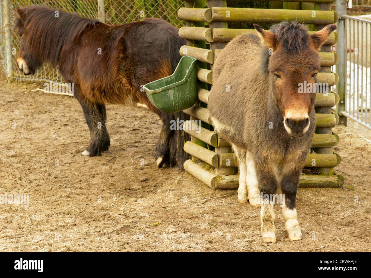 The domestic donkey is a common pet all over the world. Its ancestral ...