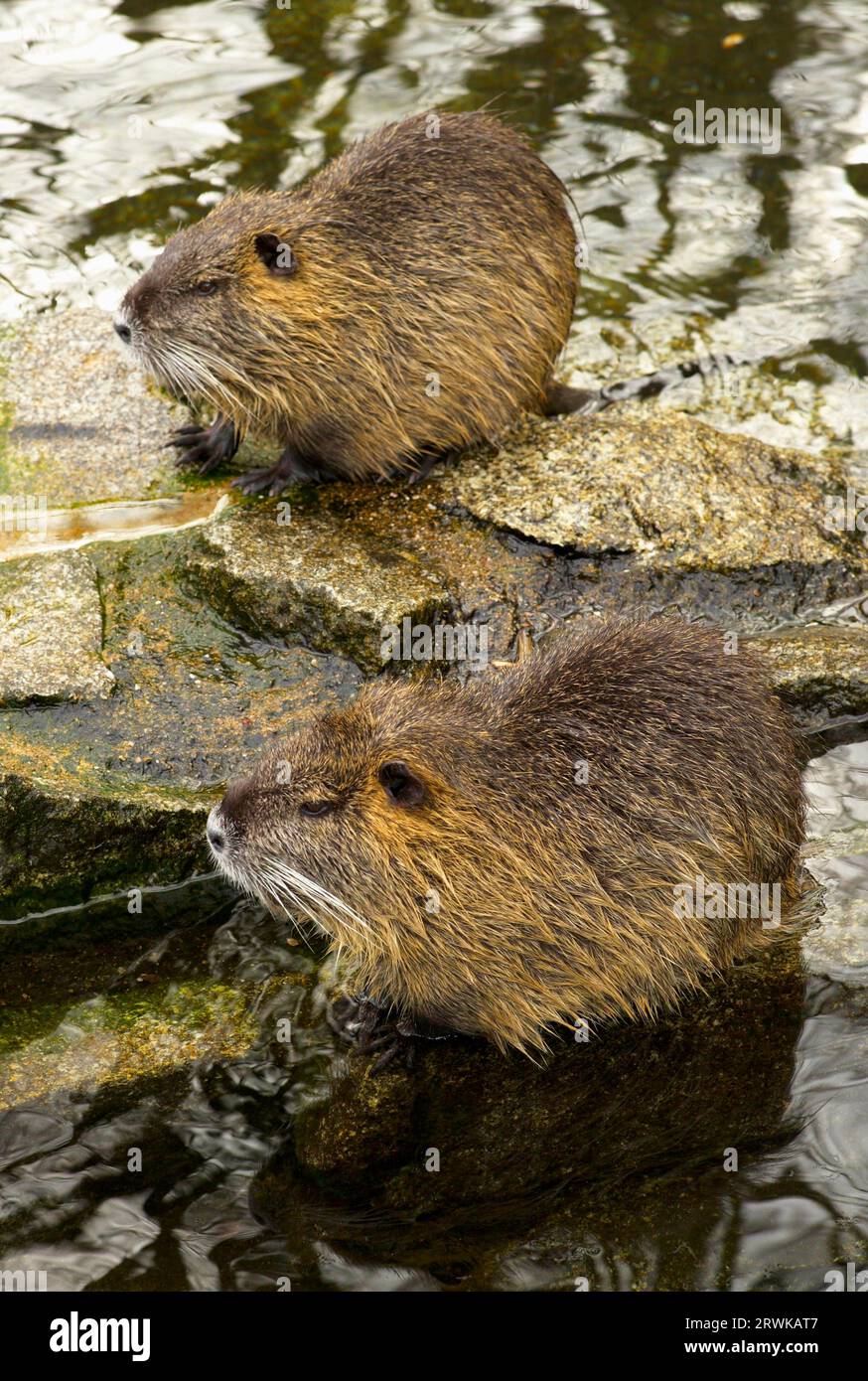 The beaver rat, also called nutria or more rarely swamp beaver, tail ...